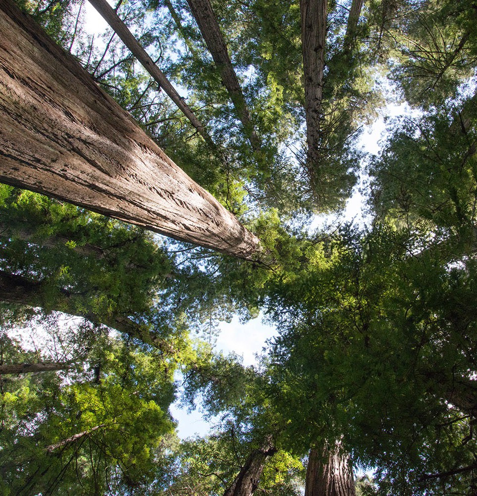 Into the Woods: Polarizing Preservation in the Grove of Titans – The ...