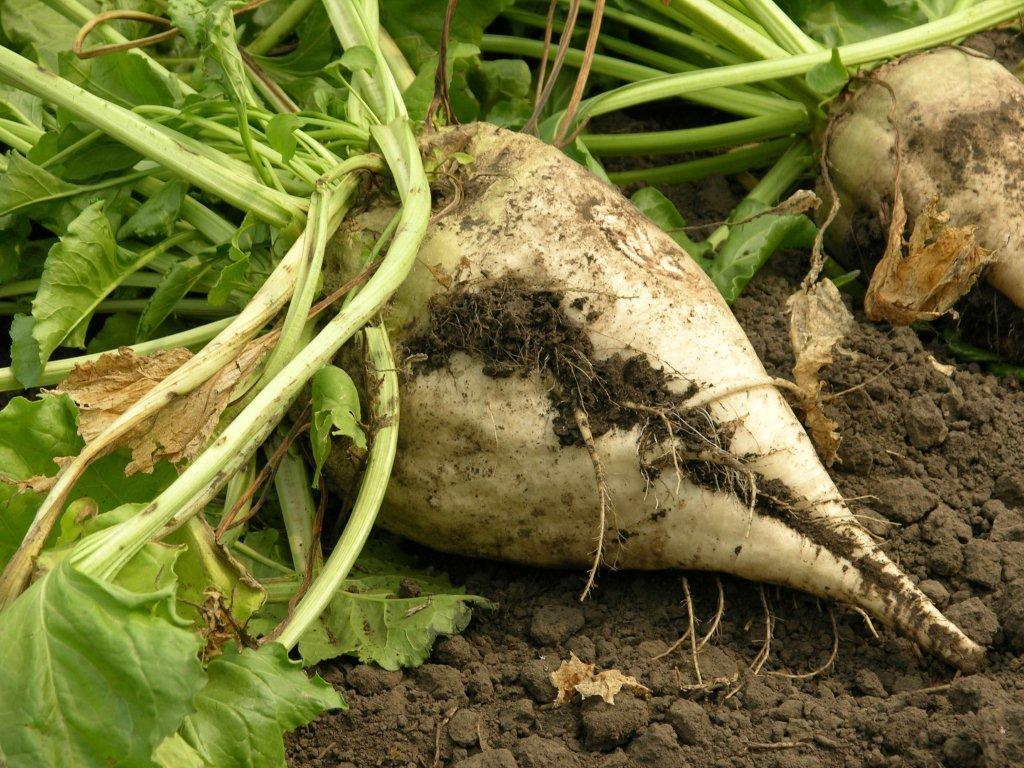 The Sugar Beet Generation – The History Bandits