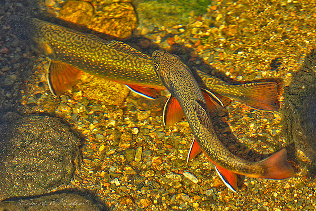 Silted and Stilted: The Enduring Physique of the Eastern Brook Trout ...