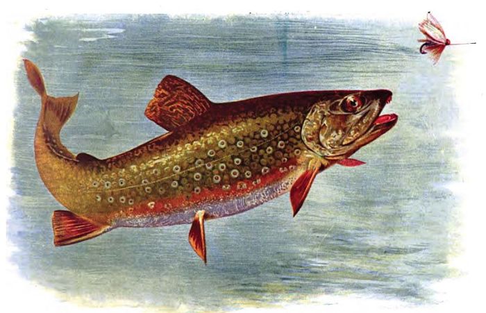 Silted and Stilted: The Enduring Physique of the Eastern Brook Trout ...