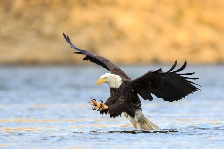 Symbolic Conservation: The Plight of the Bald Eagle – The History Bandits