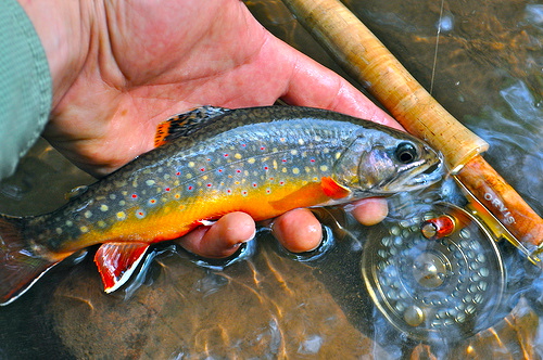 Silted and Stilted: The Enduring Physique of the Eastern Brook Trout ...