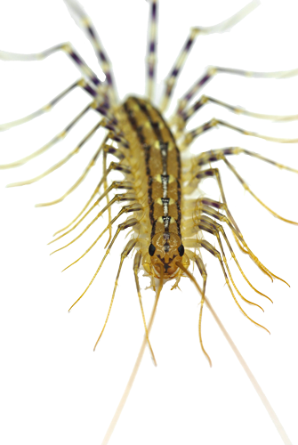 Domestic Ecology: A Brief Biohistory of the House Centipede – The ...